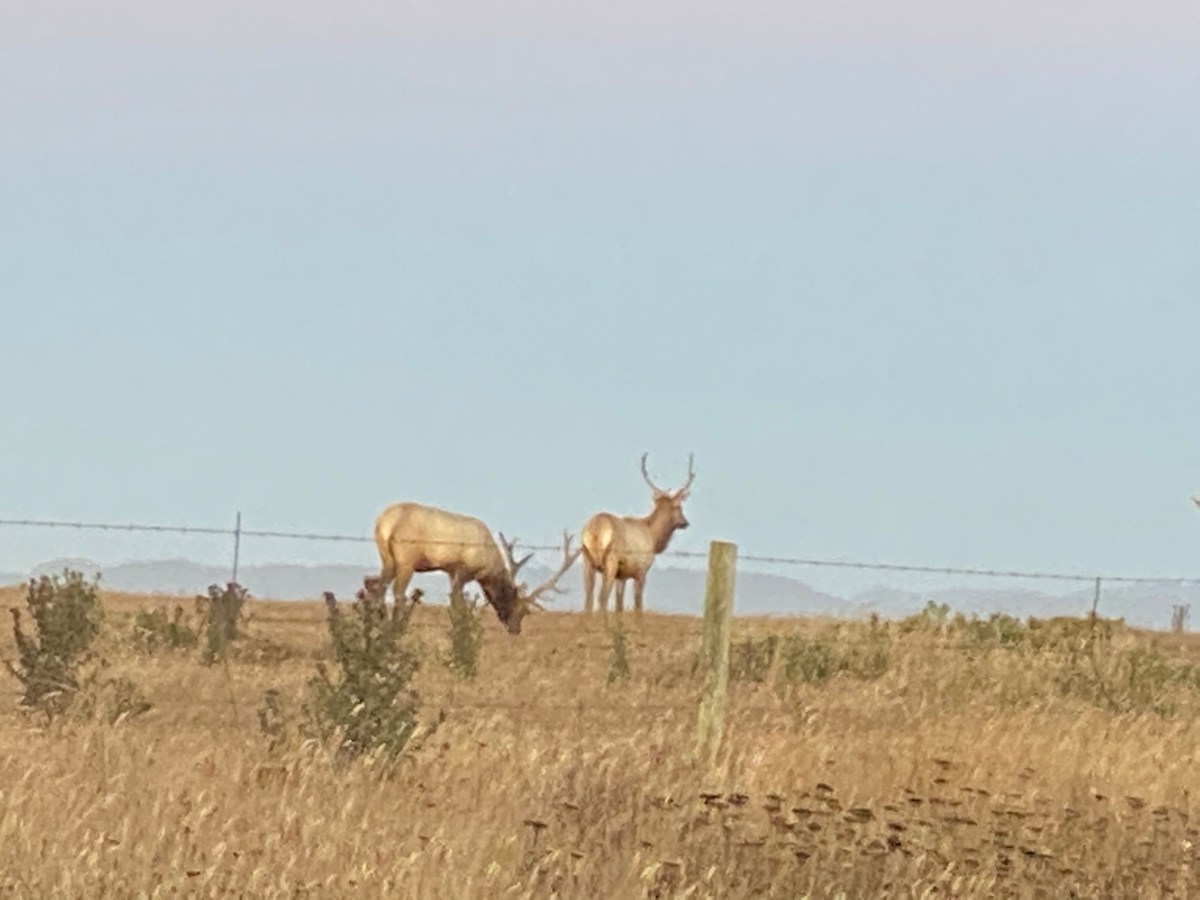 UPDATE: URGENT! Our National Parks Are Under Attack. Just A Herd Of Elk ...